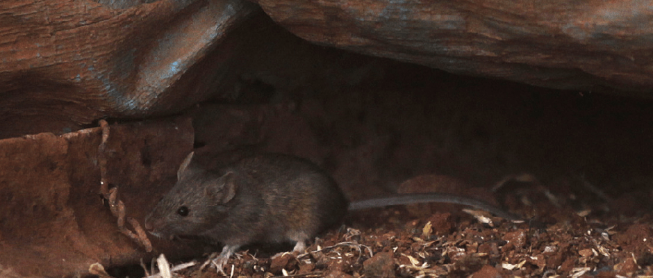 Australia vive la peor plaga de ratones en más de una década | Análisis ...